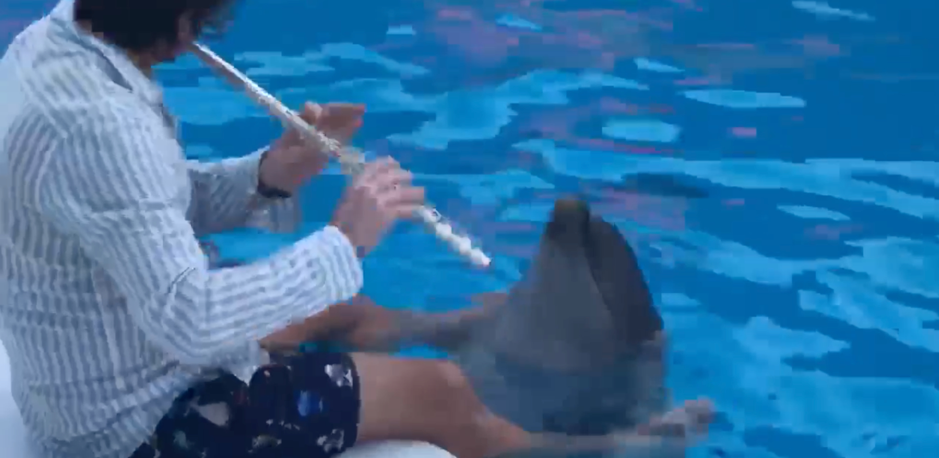 WACKY WEDNESDAY | Flutist Maxim Rubtsov - The Dolphin Charmer [WOW]